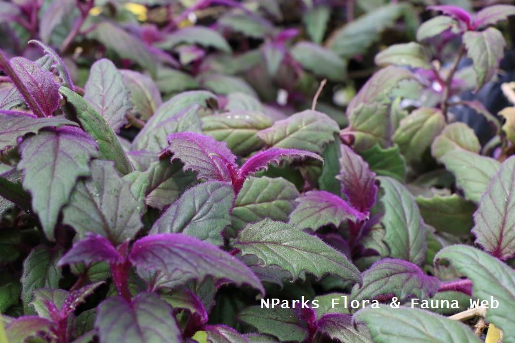 NParks | Gynura aurantiaca