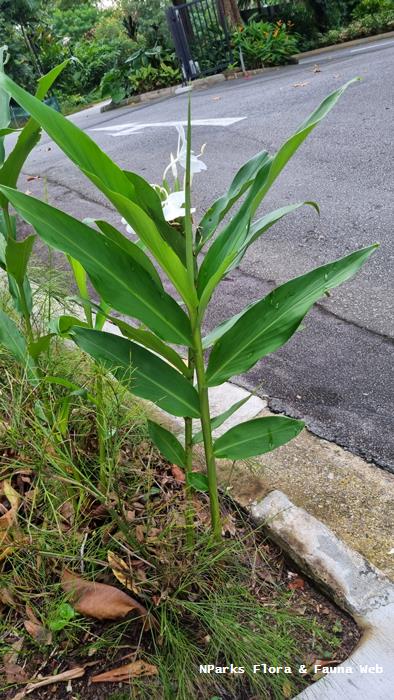 NParks | Hedychium coronarium