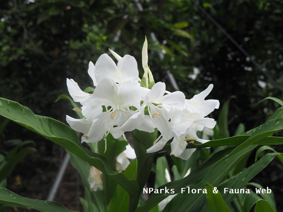 NParks | Hedychium coronarium