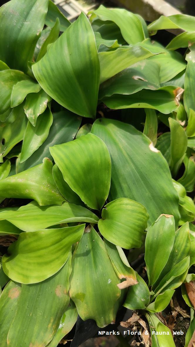 NParks | Kaempferia pulchra