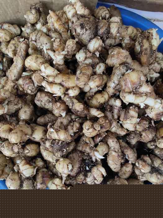 NParks | Kaempferia galanga