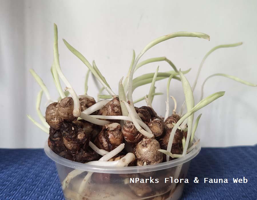 NParks | Kaempferia galanga