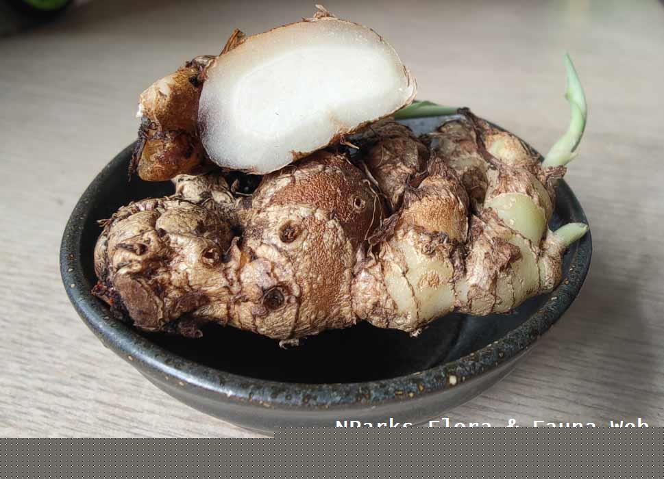 NParks | Kaempferia galanga