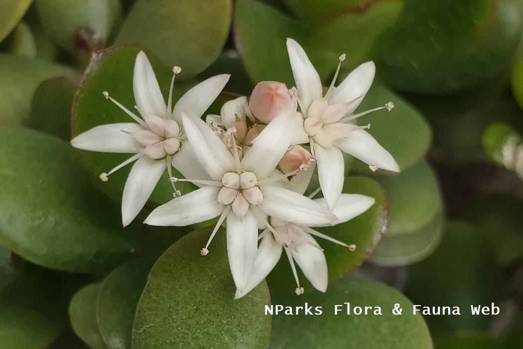 NParks | Crassula ovata