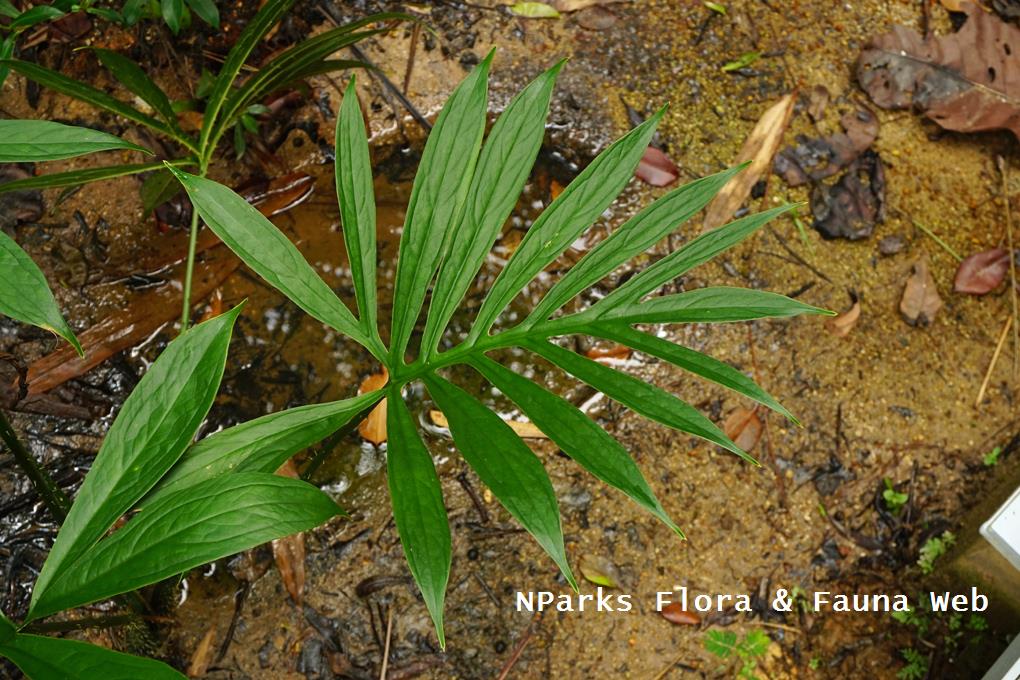 NParks | Lasia spinosa