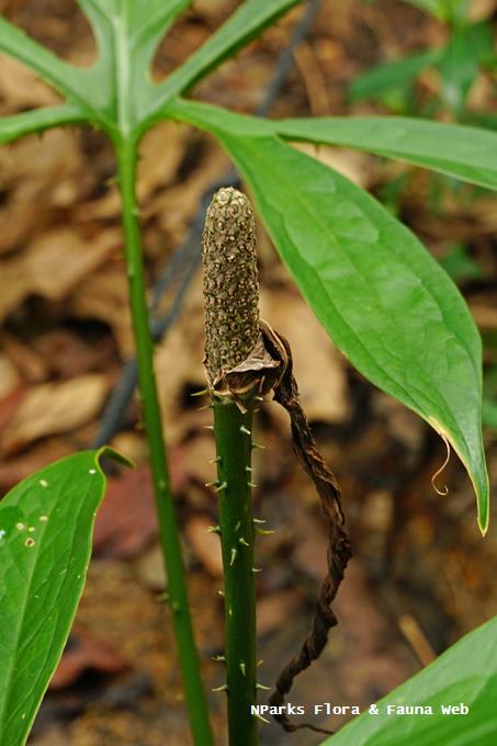 NParks | Lasia spinosa