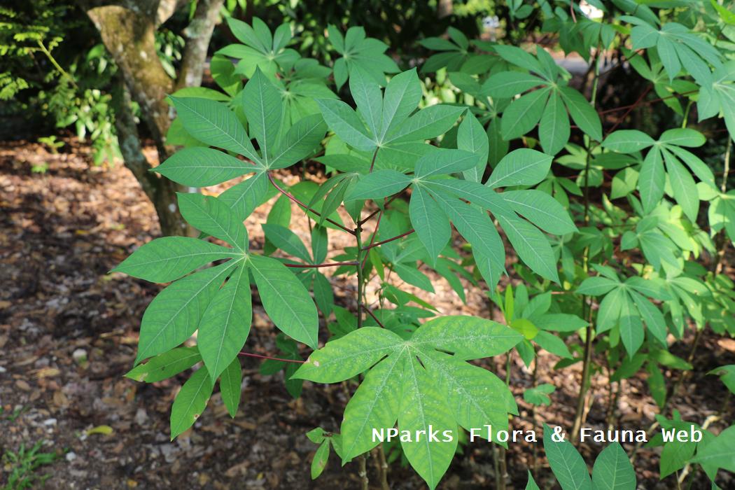 Cassava Plant Leaves
