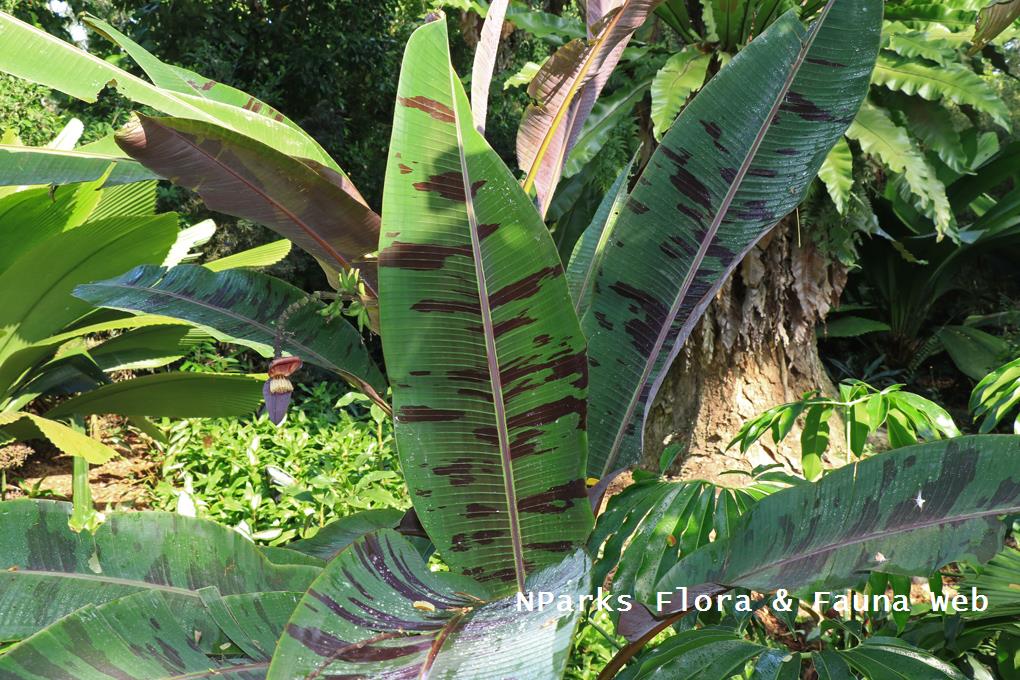 NParks | Musa acuminata var sumatrana