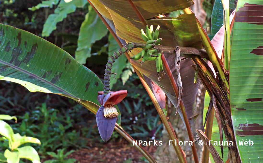 NParks | Musa acuminata var sumatrana