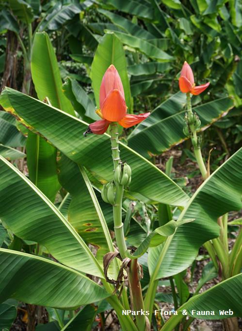 NParks | Musa laterita