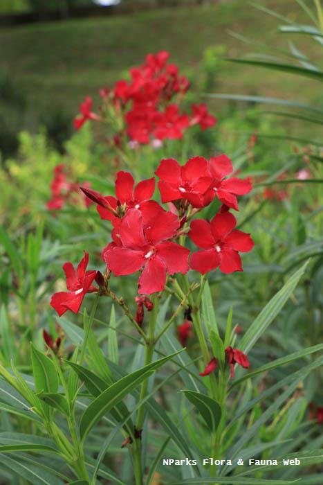 Red Oleander Flower