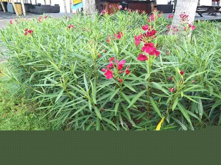Nerium Oleander Plant Oleander Voordelig Kopen Bij TuinFlora.com