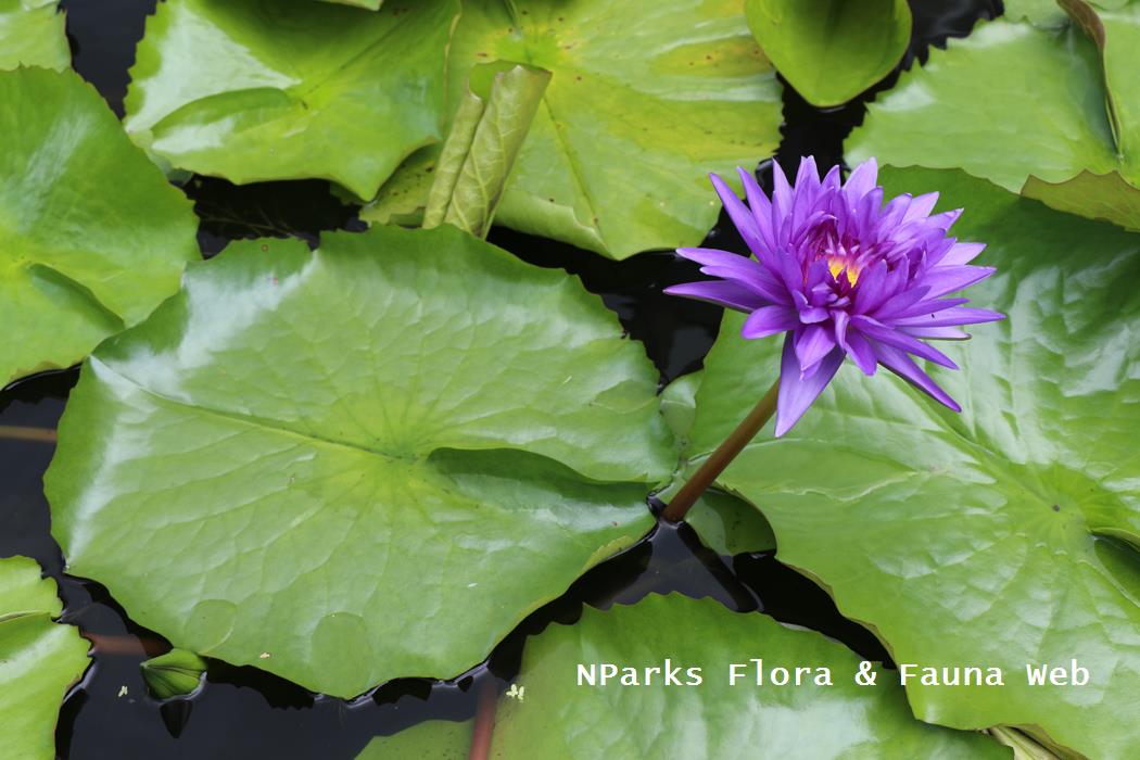 NParks | Nymphaea