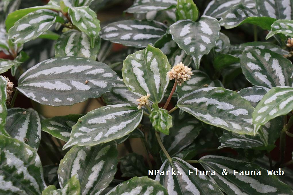 NParks | Pilea cadierei