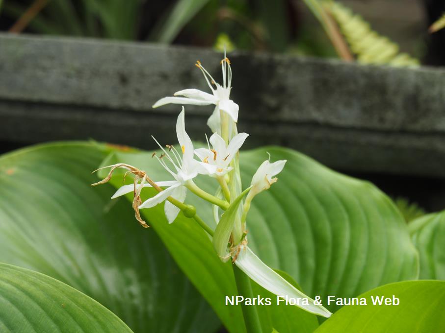 NParks | Proiphys amboinensis