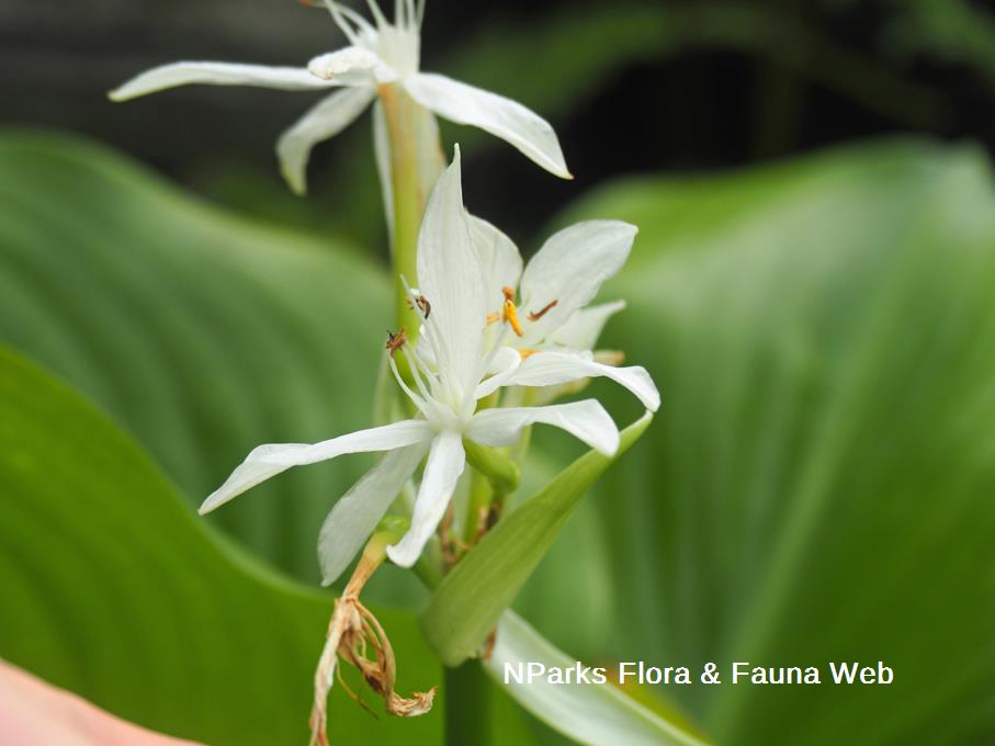 NParks | Proiphys amboinensis