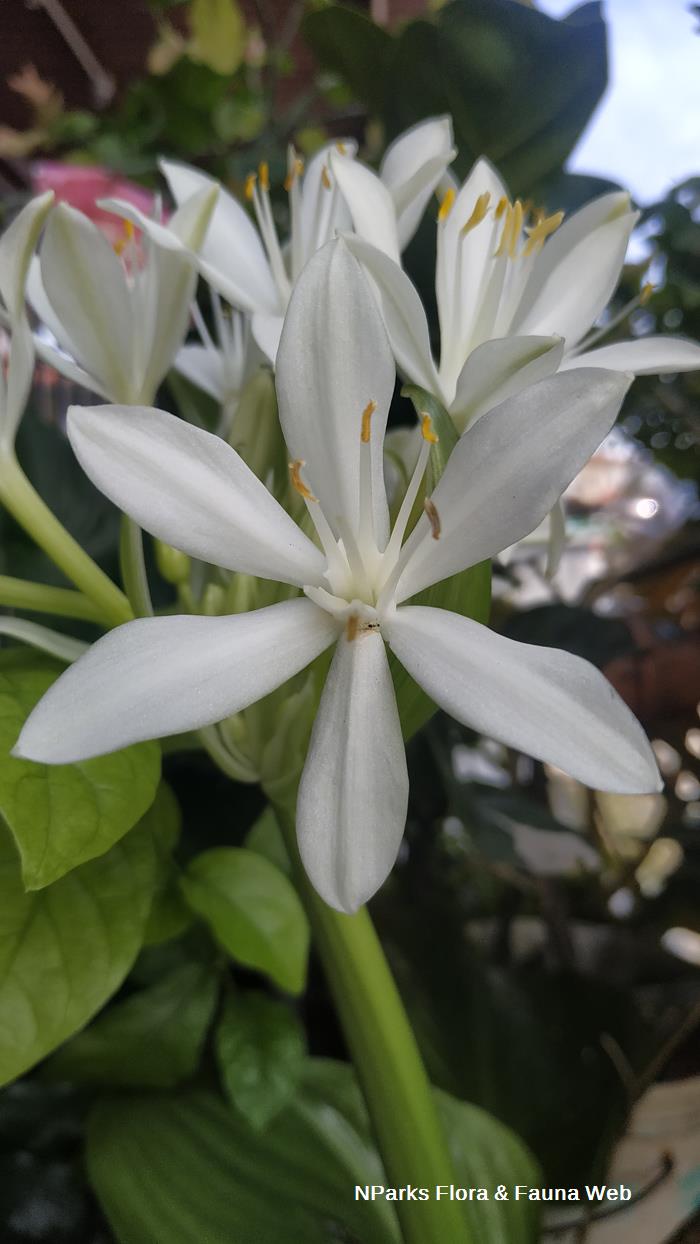 NParks | Proiphys amboinensis
