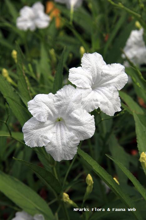 NParks | Ruellia simplex 'White Katie'