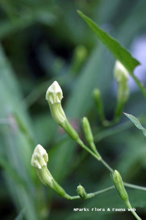 NParks | Ruellia simplex 'White Katie'