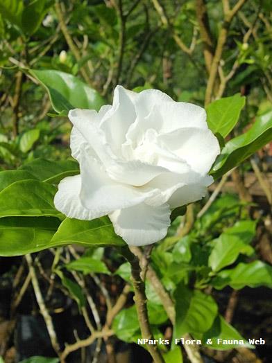 NParks | Tabernaemontana divaricata