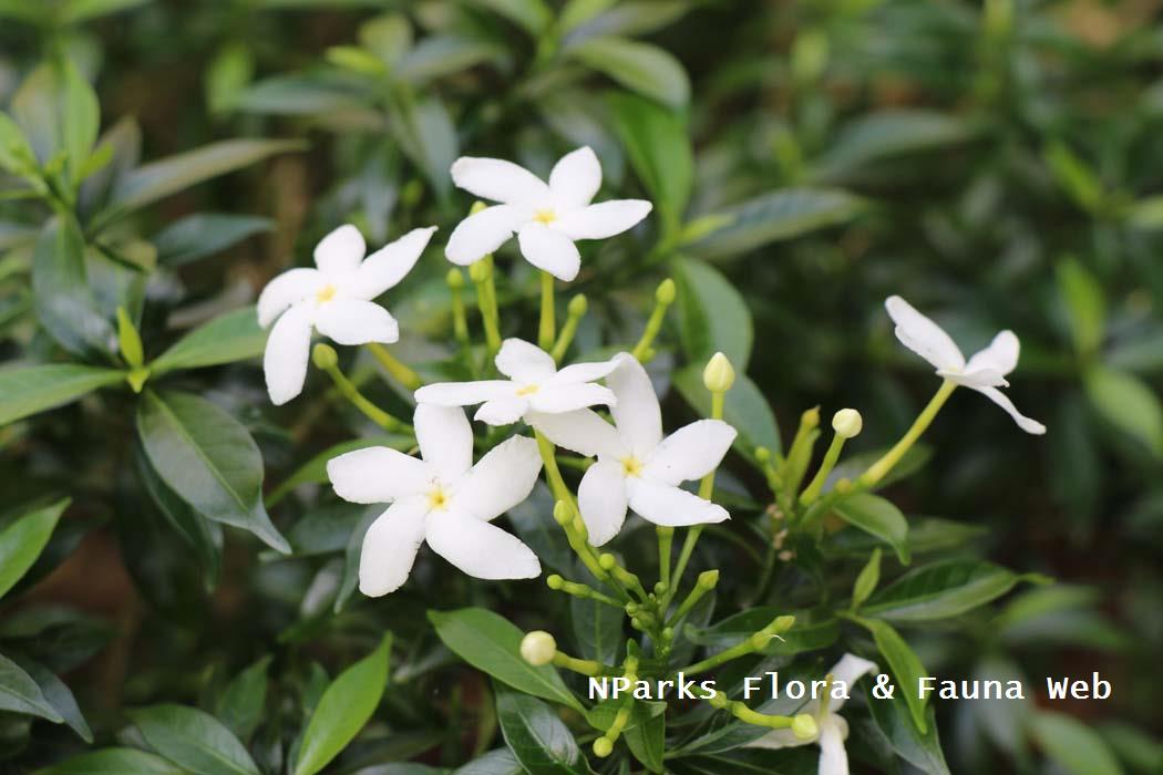 NParks | Tabernaemontana divaricata