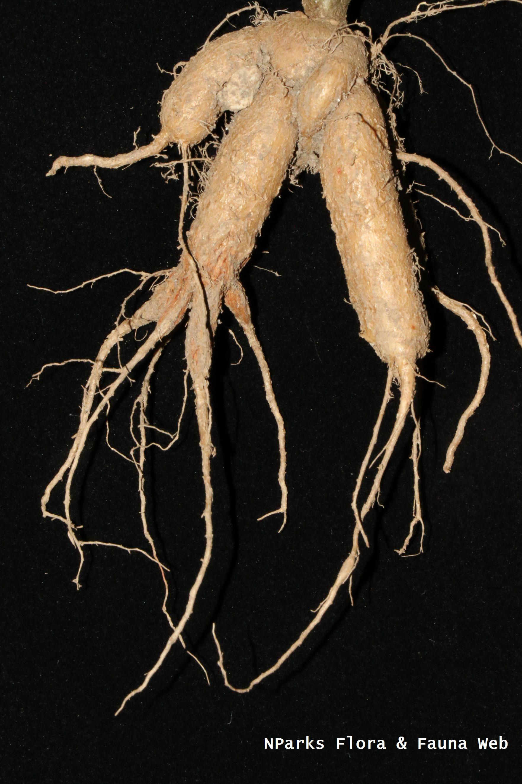 NParks | Talinum paniculatum