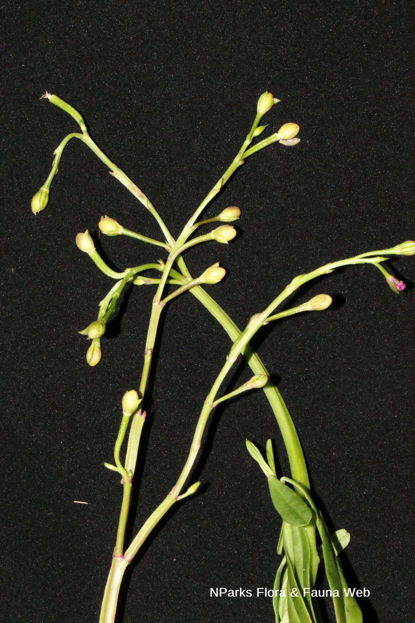 NParks | Talinum paniculatum