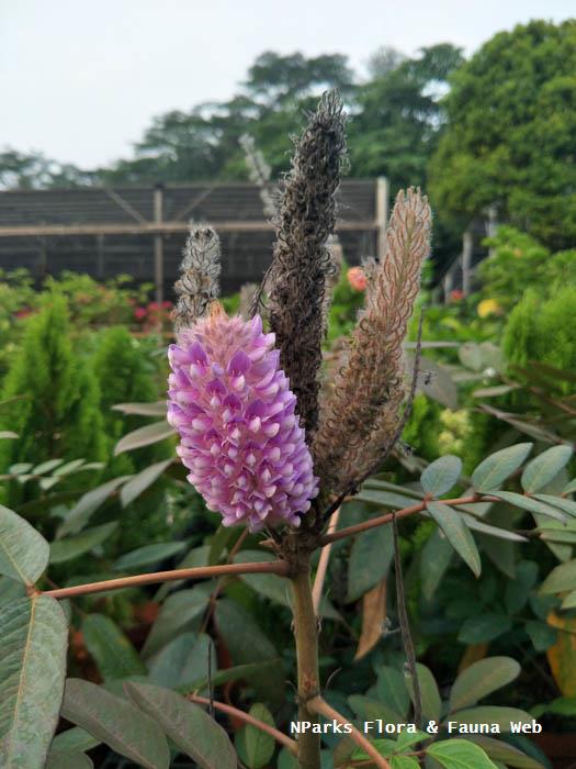 NParks | Terminalia molinetii
