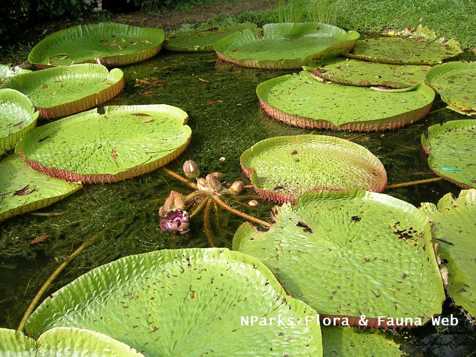NParks | Victoria amazonica