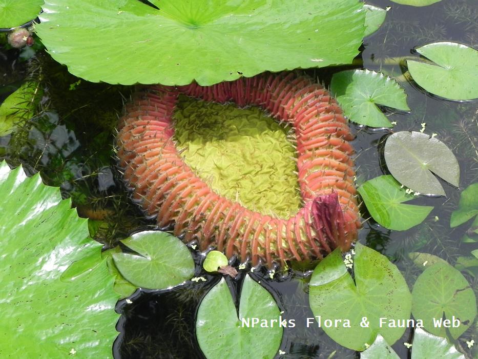 NParks | Victoria amazonica