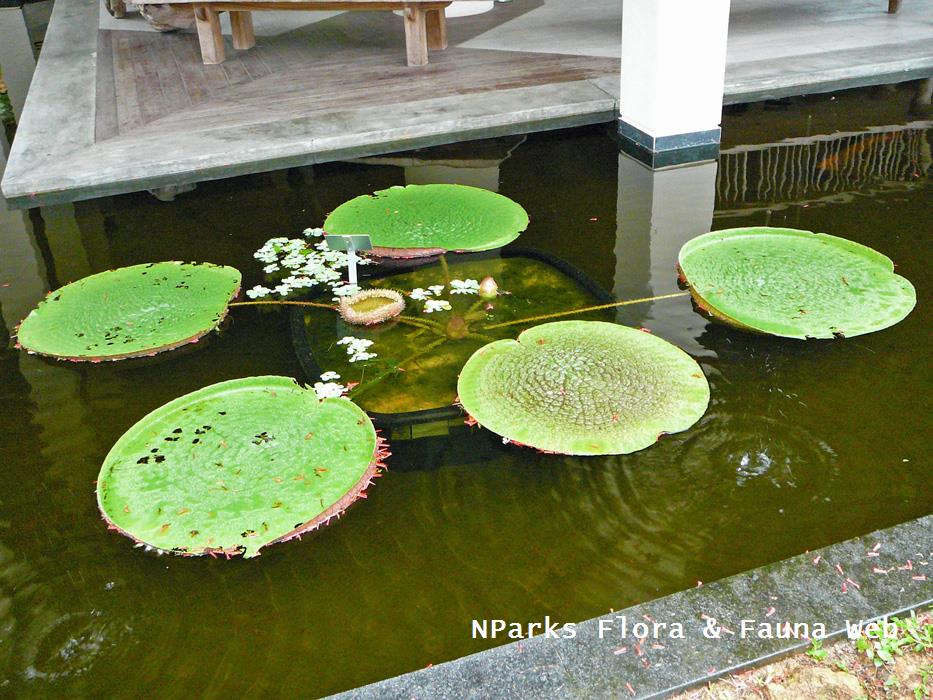 NParks | Victoria amazonica