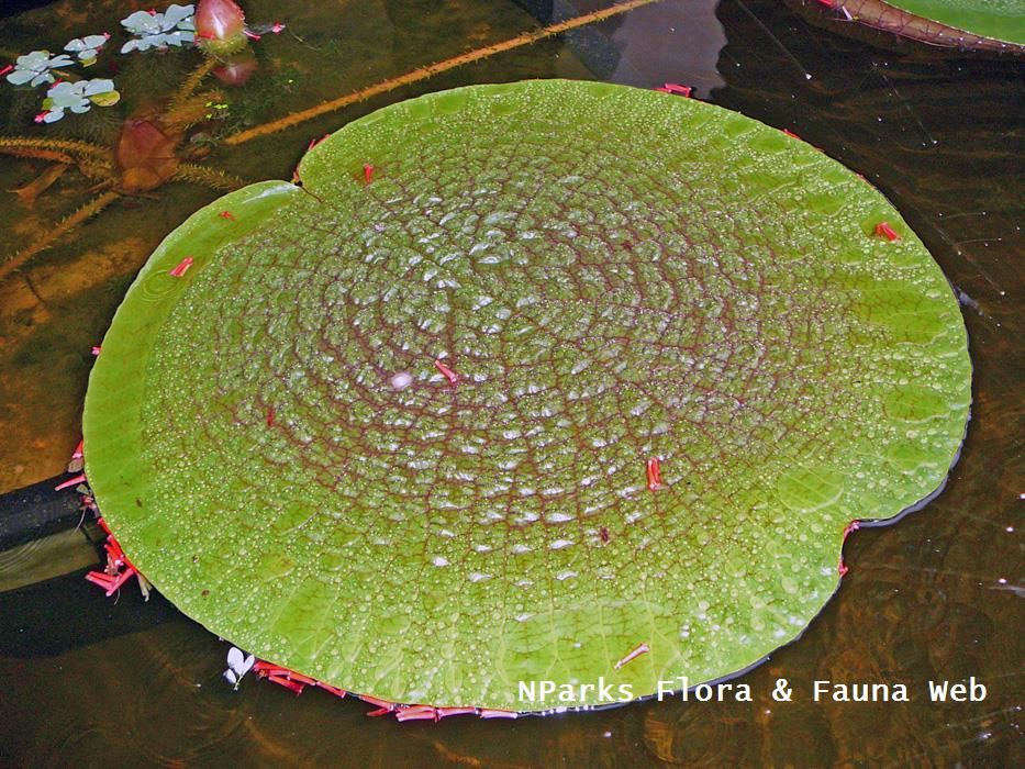 NParks | Victoria amazonica