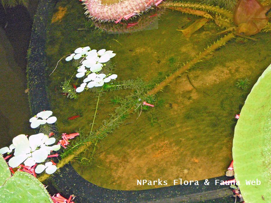 NParks | Victoria amazonica
