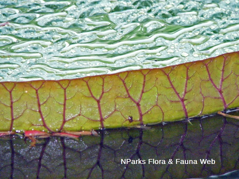 NParks | Victoria amazonica