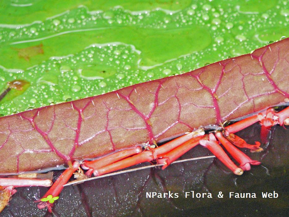 NParks | Victoria amazonica