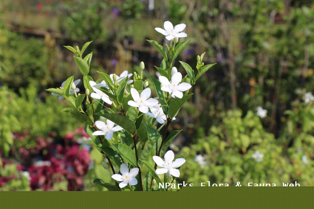 NParks | Wrightia antidysenterica