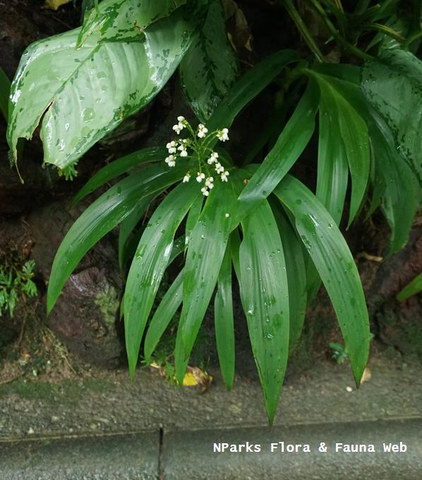 NParks | Xiphidium caeruleum