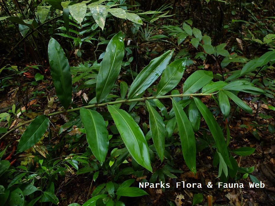 NParks | Zingiber puberulum var puberulum