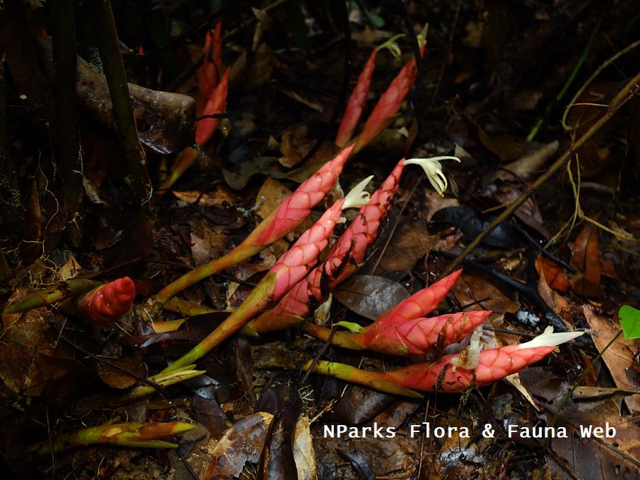 NParks | Zingiber puberulum var puberulum
