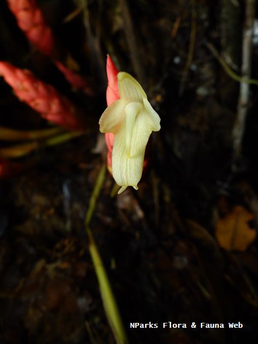 NParks | Zingiber puberulum var puberulum