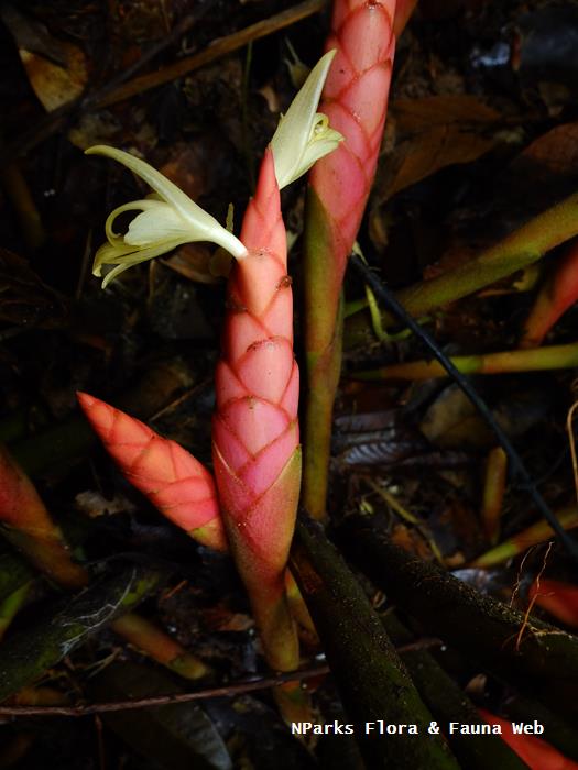 NParks | Zingiber puberulum var puberulum