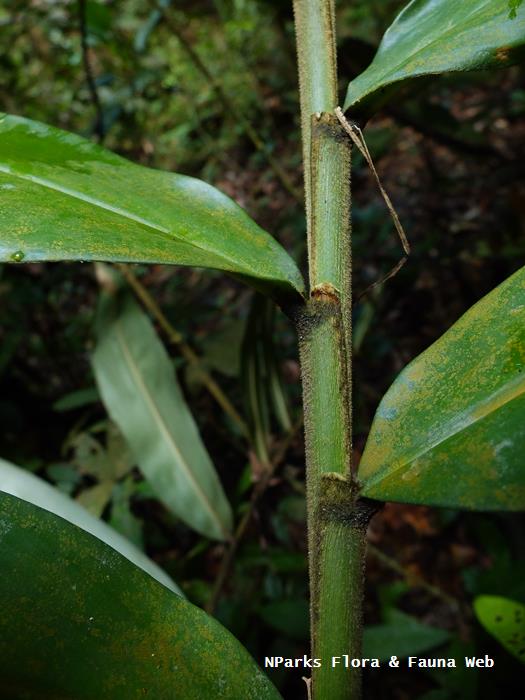 NParks | Zingiber puberulum var puberulum