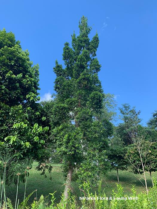 NParks | Agathis borneensis