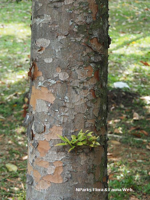 NParks | Agathis borneensis