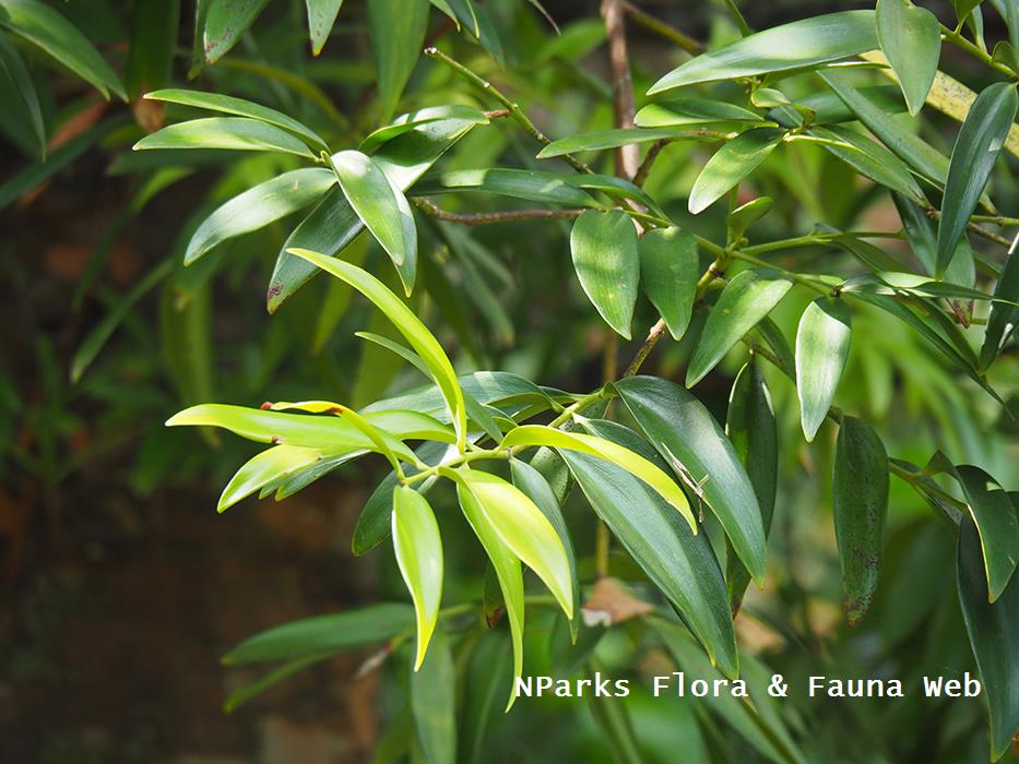 NParks | Agathis borneensis