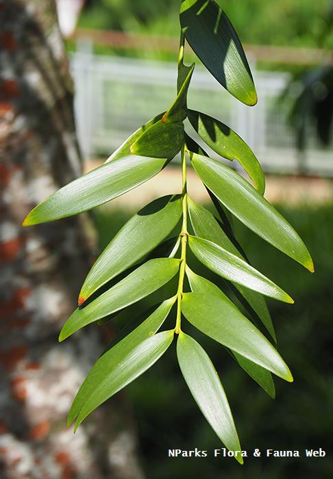 NParks | Agathis borneensis