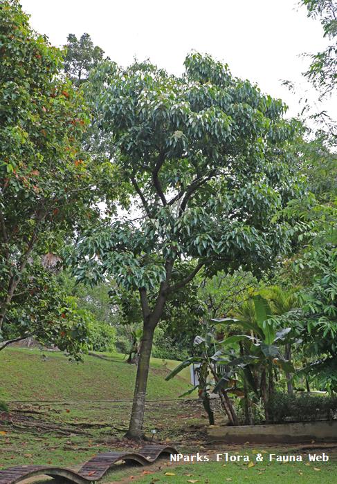 NParks | Aleurites moluccanus