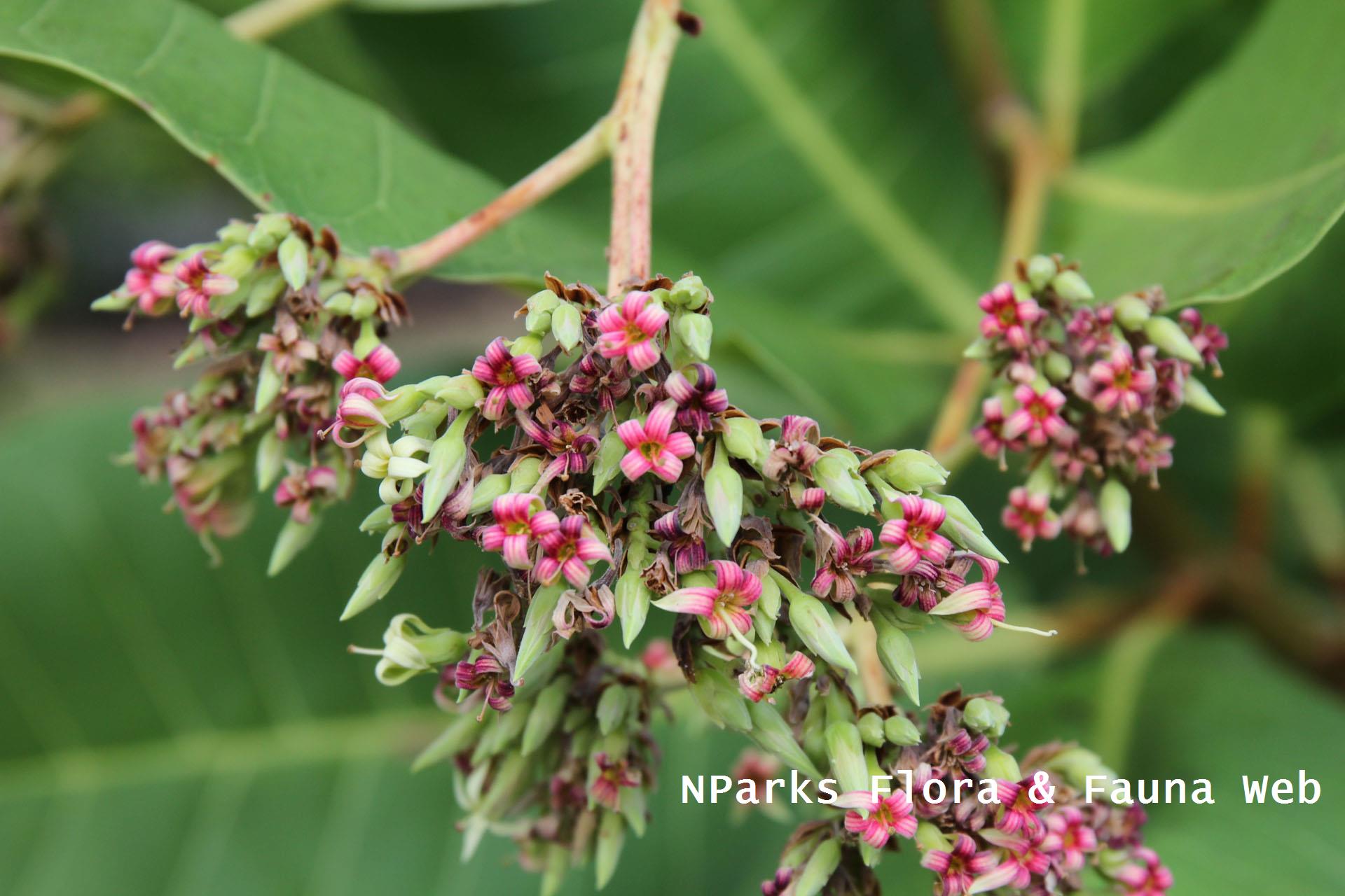 Cashew Nut Flower