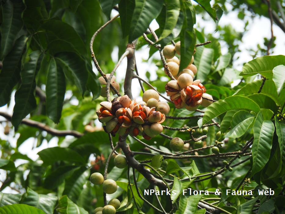 NParks | Aphanamixis polystachya