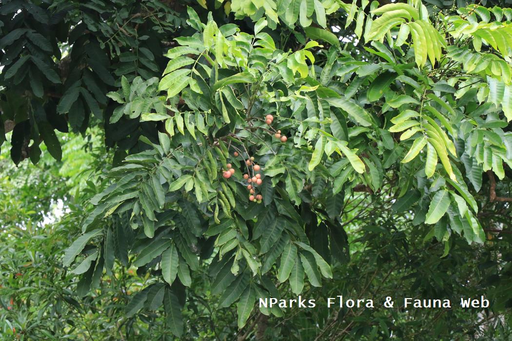 NParks | Aphanamixis polystachya